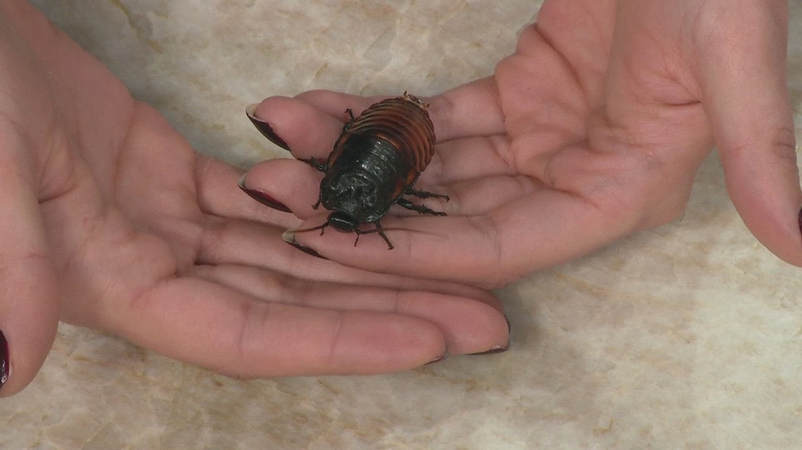 Spooky Safari: Hissing cockroaches | 9news.com
