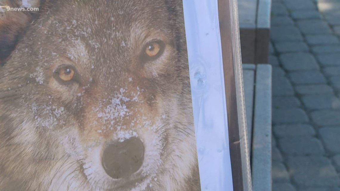 Gray wolf re-introduction will be on November ballot | 9news.com