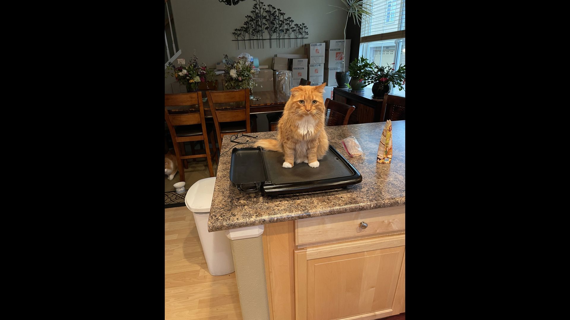 Global Cat Day photos | 9news.com