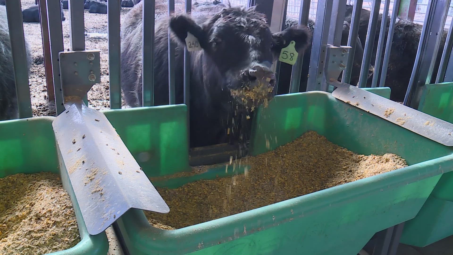 CSU studying cow burps and climate change | 9news.com