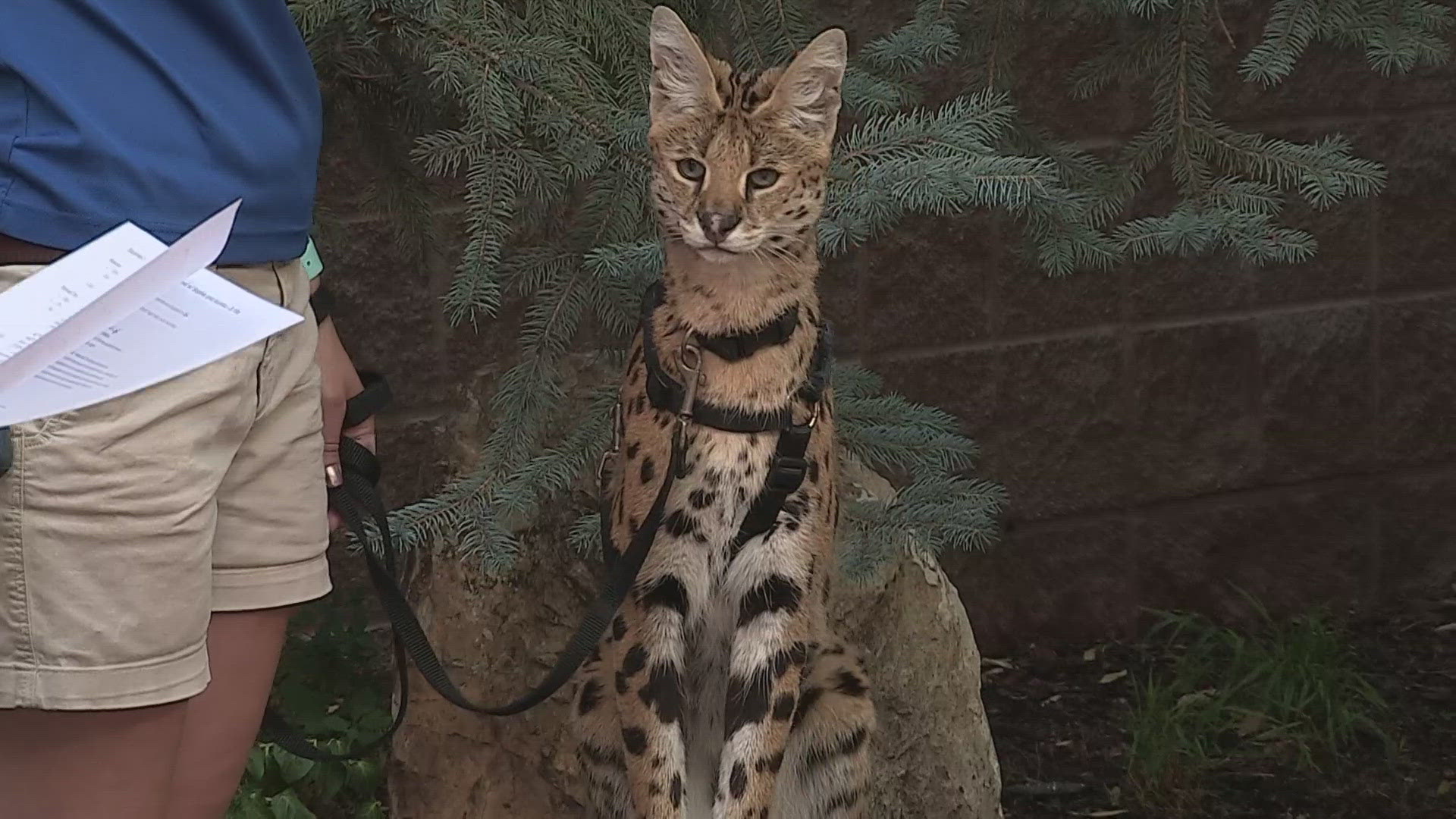 Sunrise Safari | Serval | 9news.com