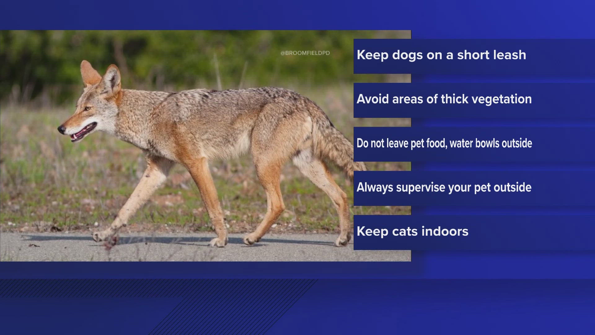 Broomfield neighborhood warned about coyotes killing pets | 9news.com