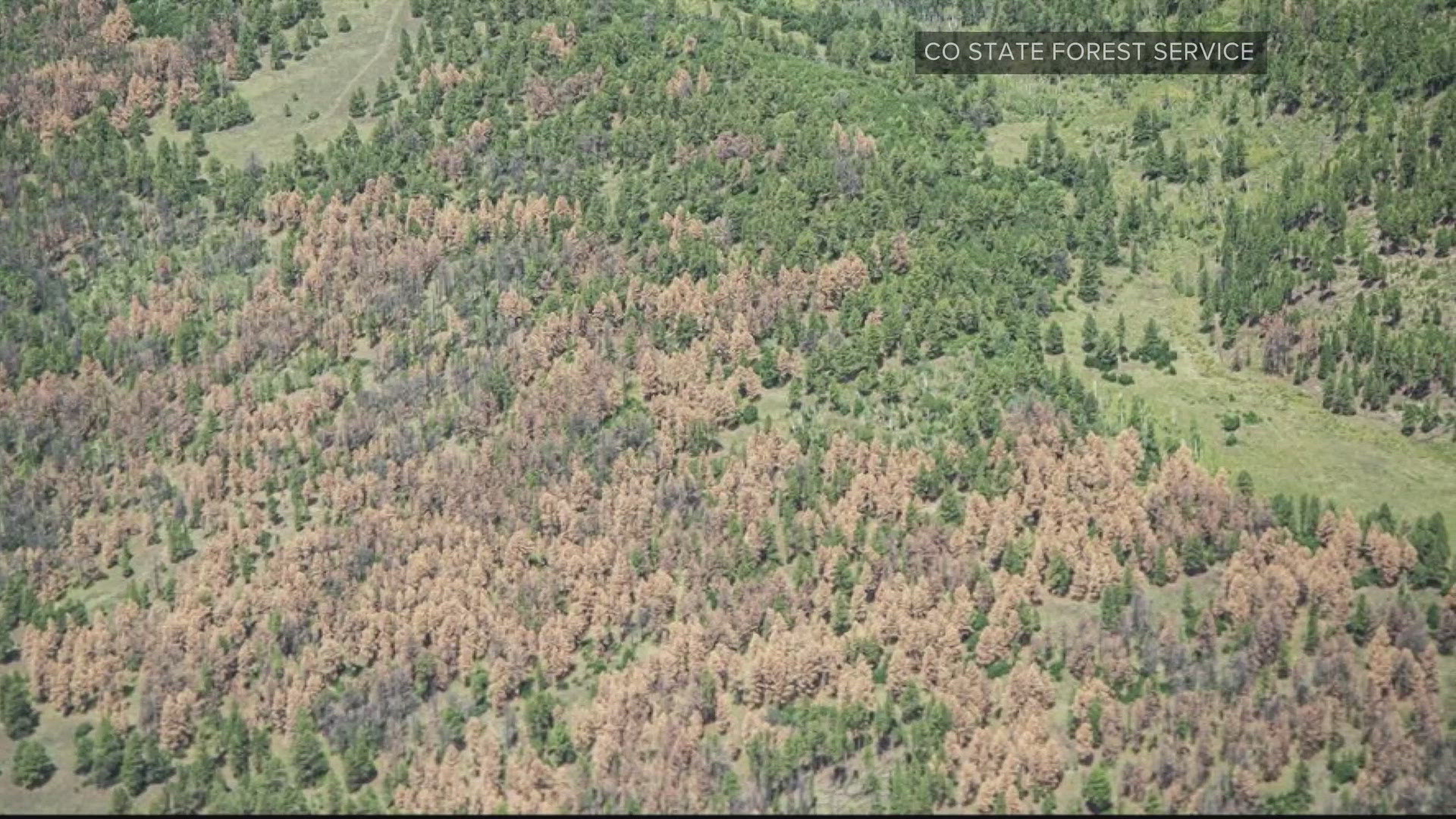 Front Range beetle outbreak grows nearly 150% | 9news.com
