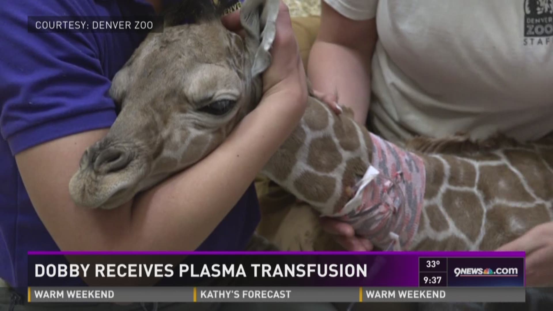 Dobby the giraffe receives plasma transfusion at Denver Zoo | 9news.com
