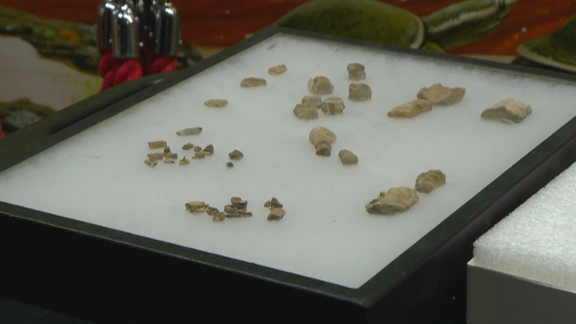 Fossils found in Colorado detail era after dinosaur extinction | 9news.com