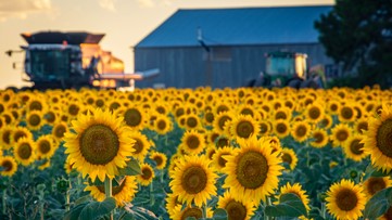 Incredible sunflower photos from across Denver and Colorado | 9news.com