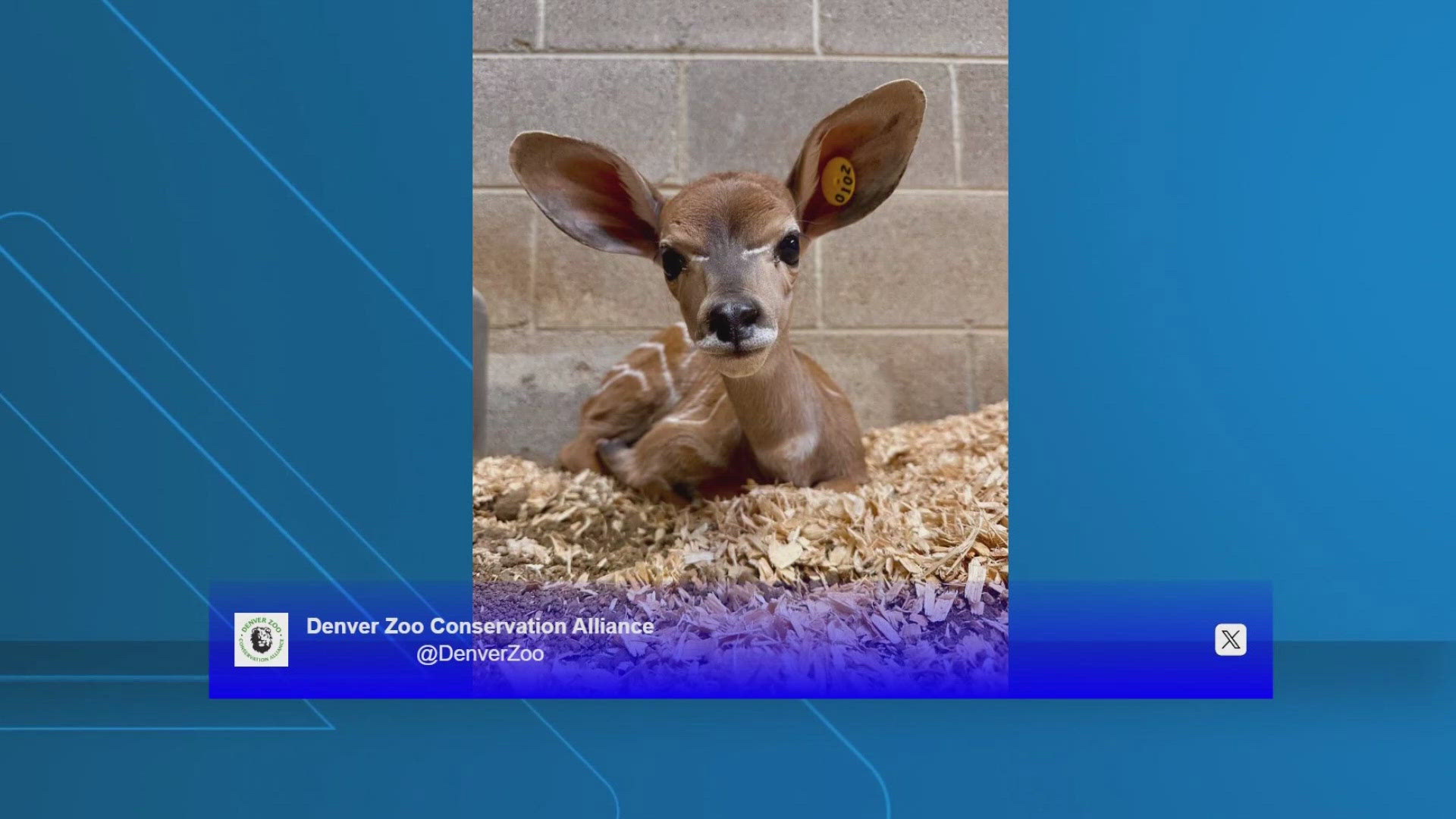 Denver Zoo welcomes another new baby animal | 9news.com