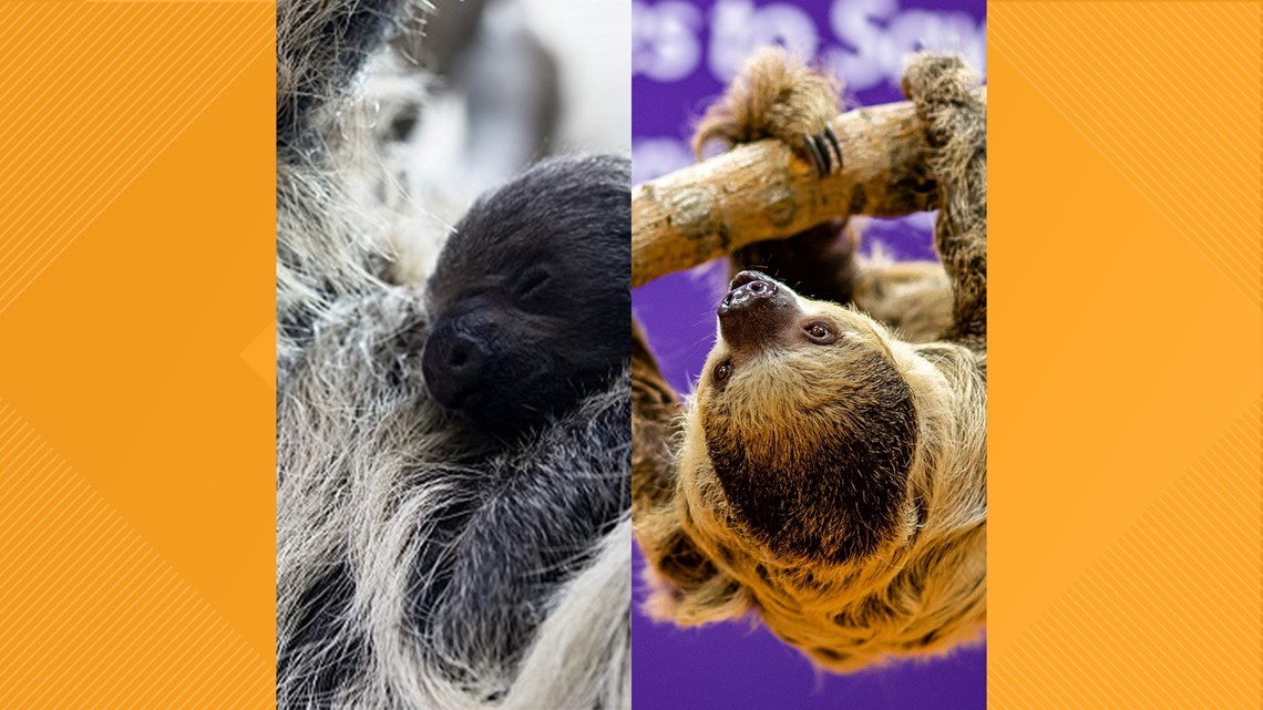Sloth celebrates his 2nd birthday at Denver Zoo | 9news.com