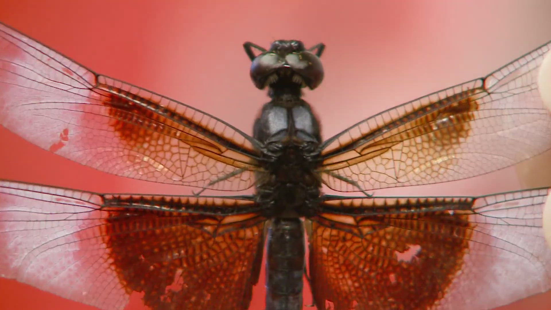 Climate change threatens dragonfly populations | 9news.com