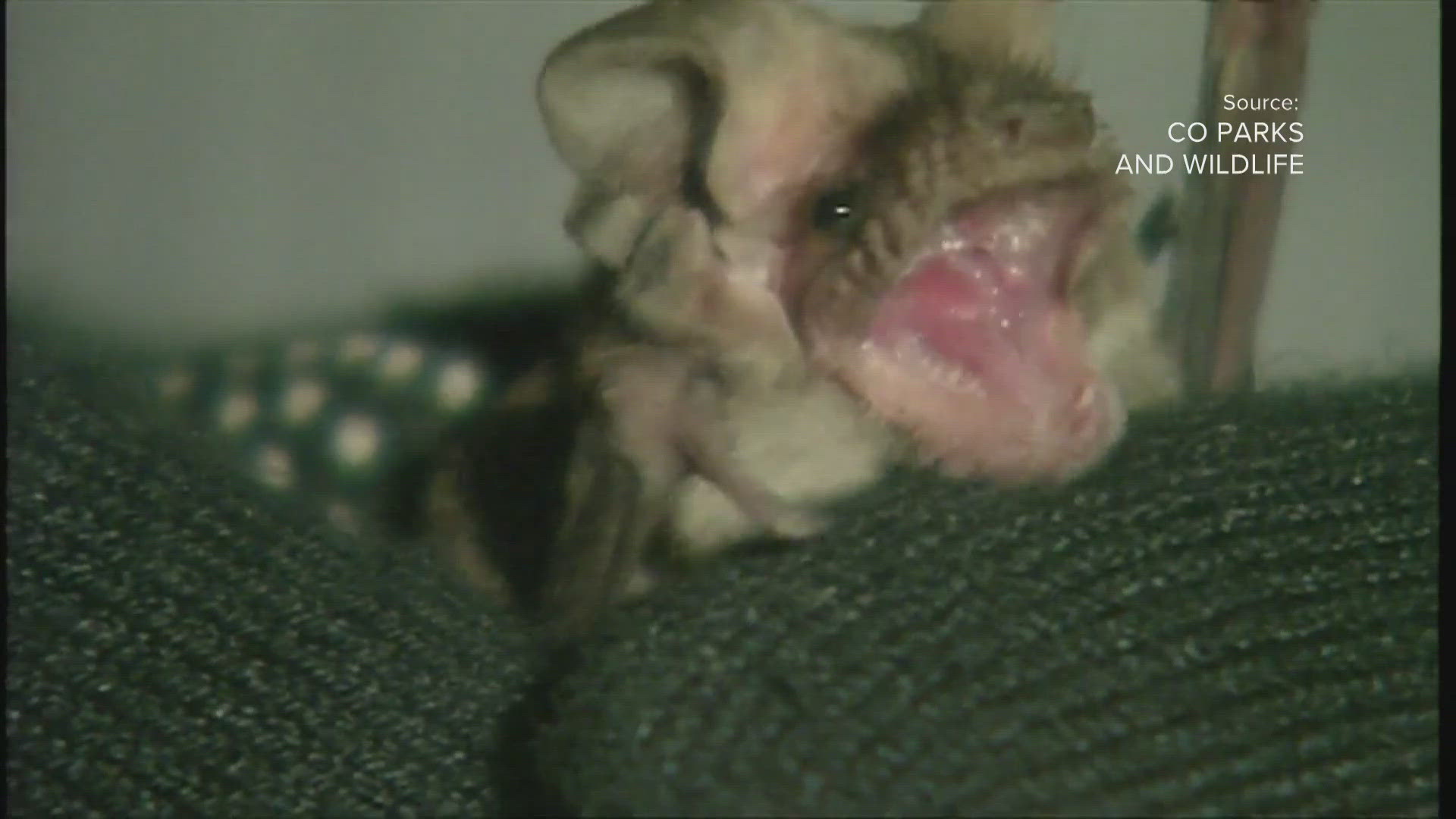 Rabid bat found at Boulder home | 9news.com