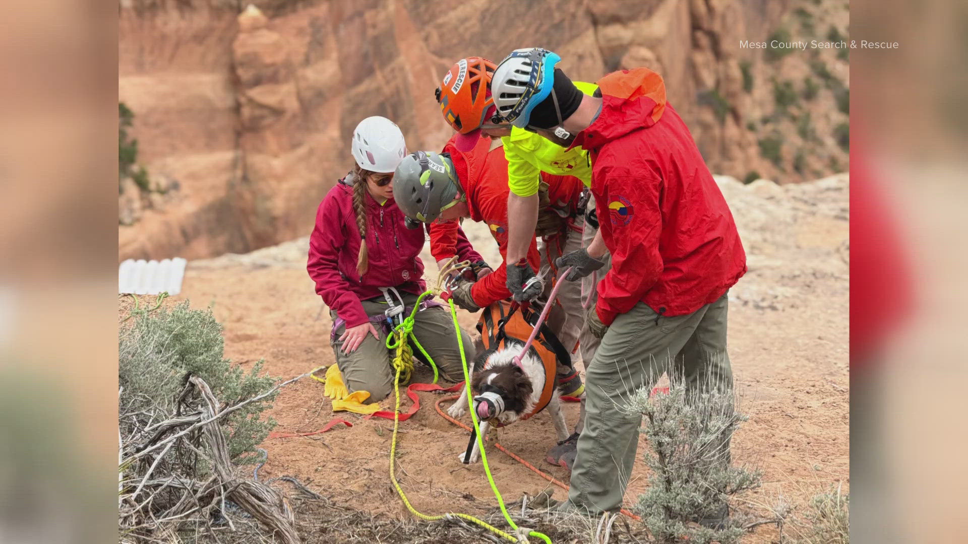 Dog rescued after 100-foot fall at Colorado National Monument | 9news.com