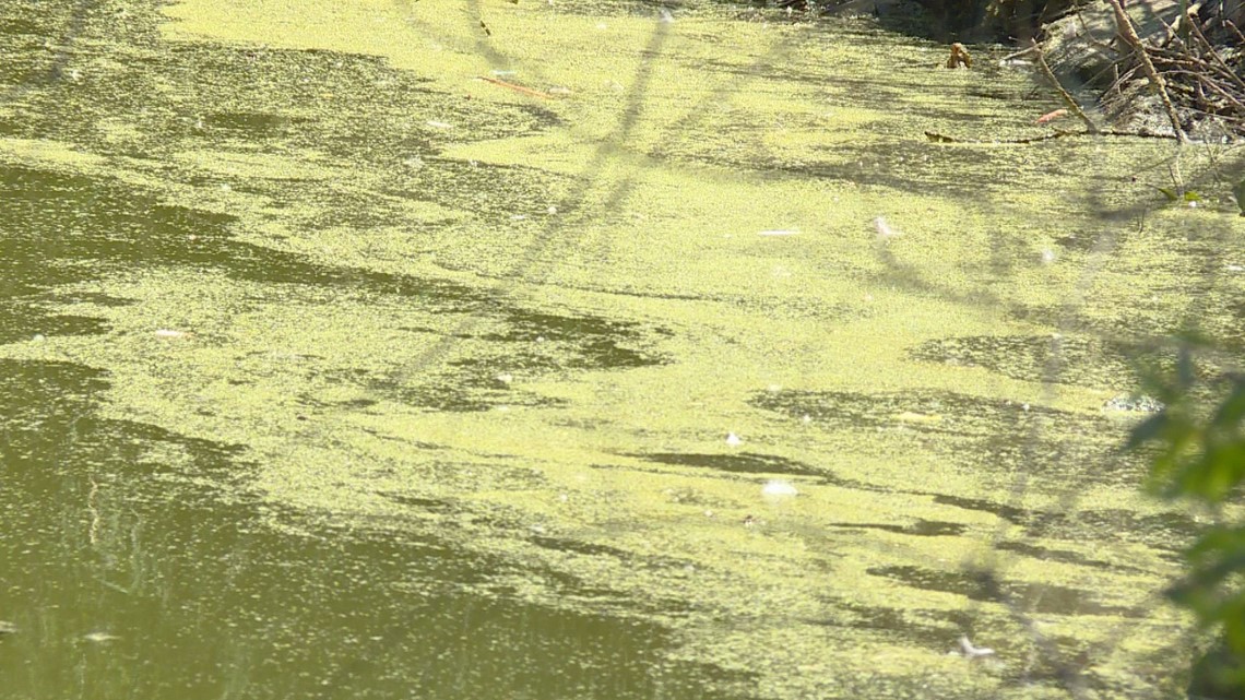 Algae blamed for contaminated drinking water in Greeley | 9news.com