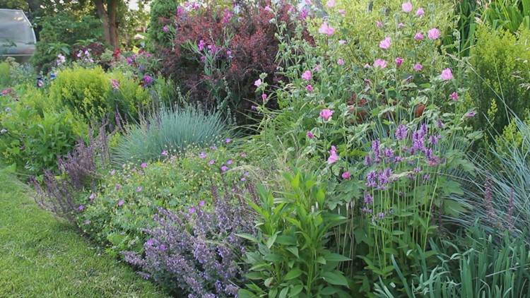 Garden expert shares 8 tips for a perfect perennial border | 9news.com