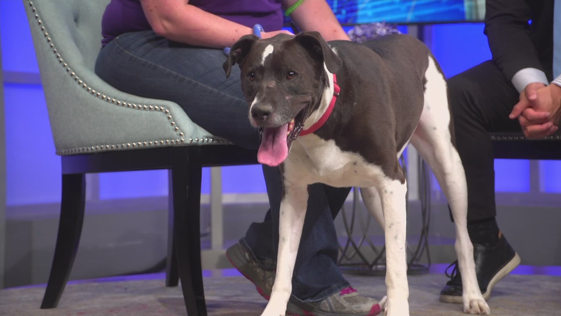 9NEWS Mornings | 9news.com