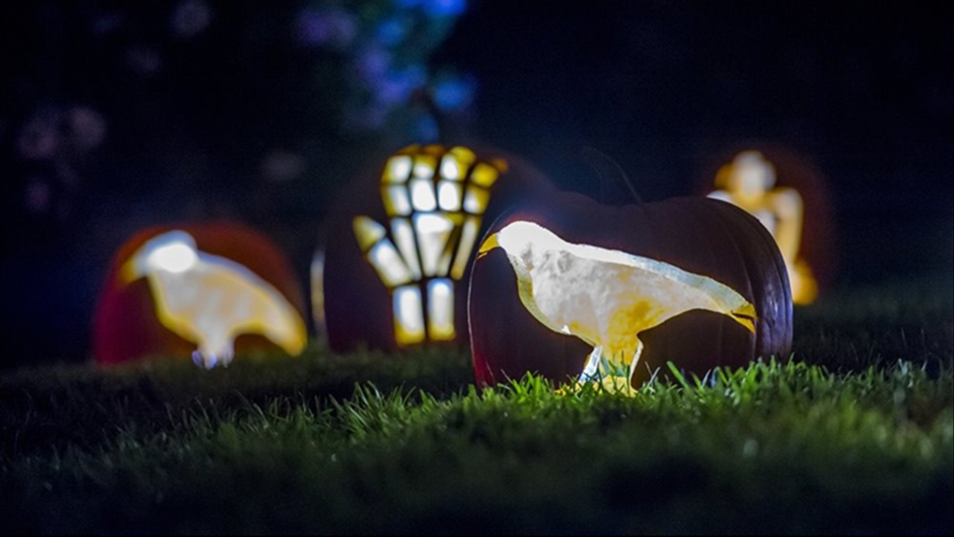 Glow at the Gardens returns to Denver Botanic Gardens in October ...