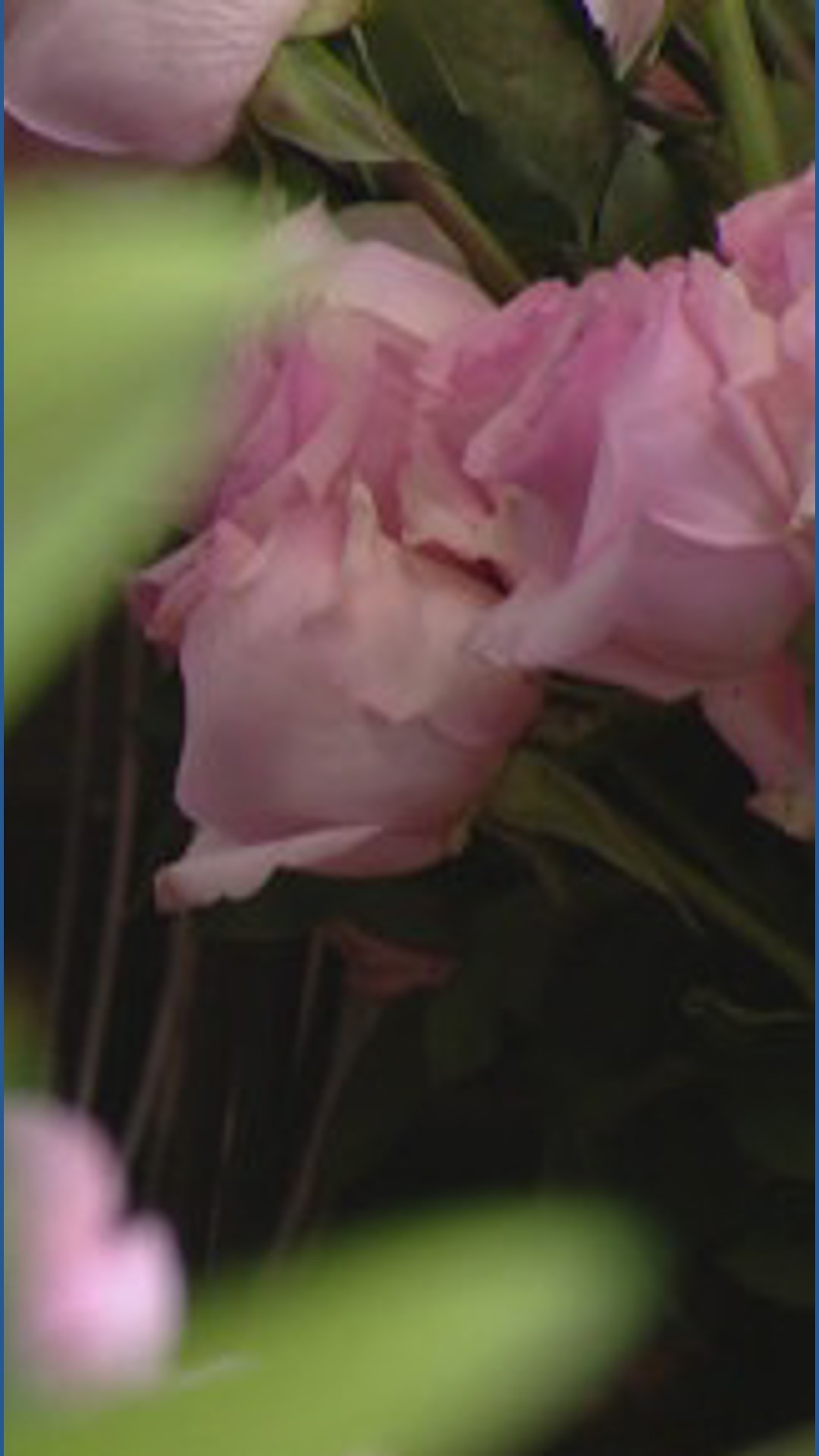 Hundreds order flower arrangements in honor of CU quarterback Dominiq ...