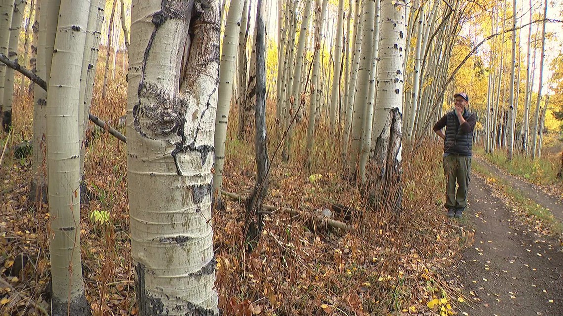 Man studies the science behind Colorado's famous aspen trees | 9news.com