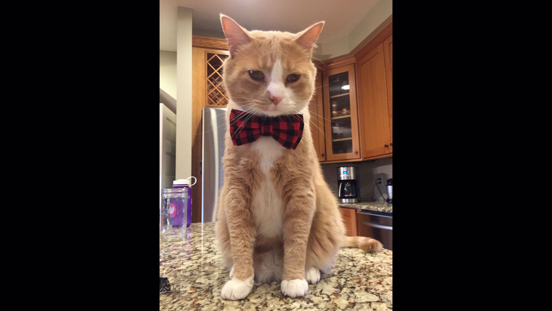 International Cat Day: Colorado shares its cat photos on 9NEWS | 9news.com