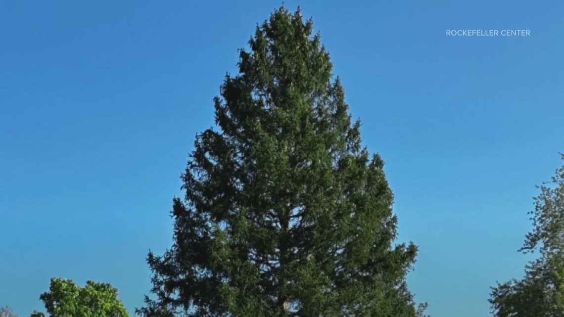 Rockefeller Center reveals this year's Christmas Tree selection | 9news.com