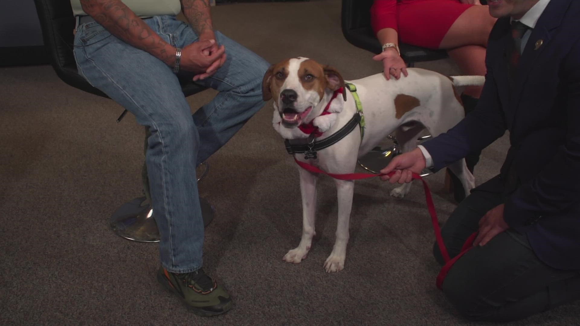 Petline9: Meet Murphy! | 9news.com