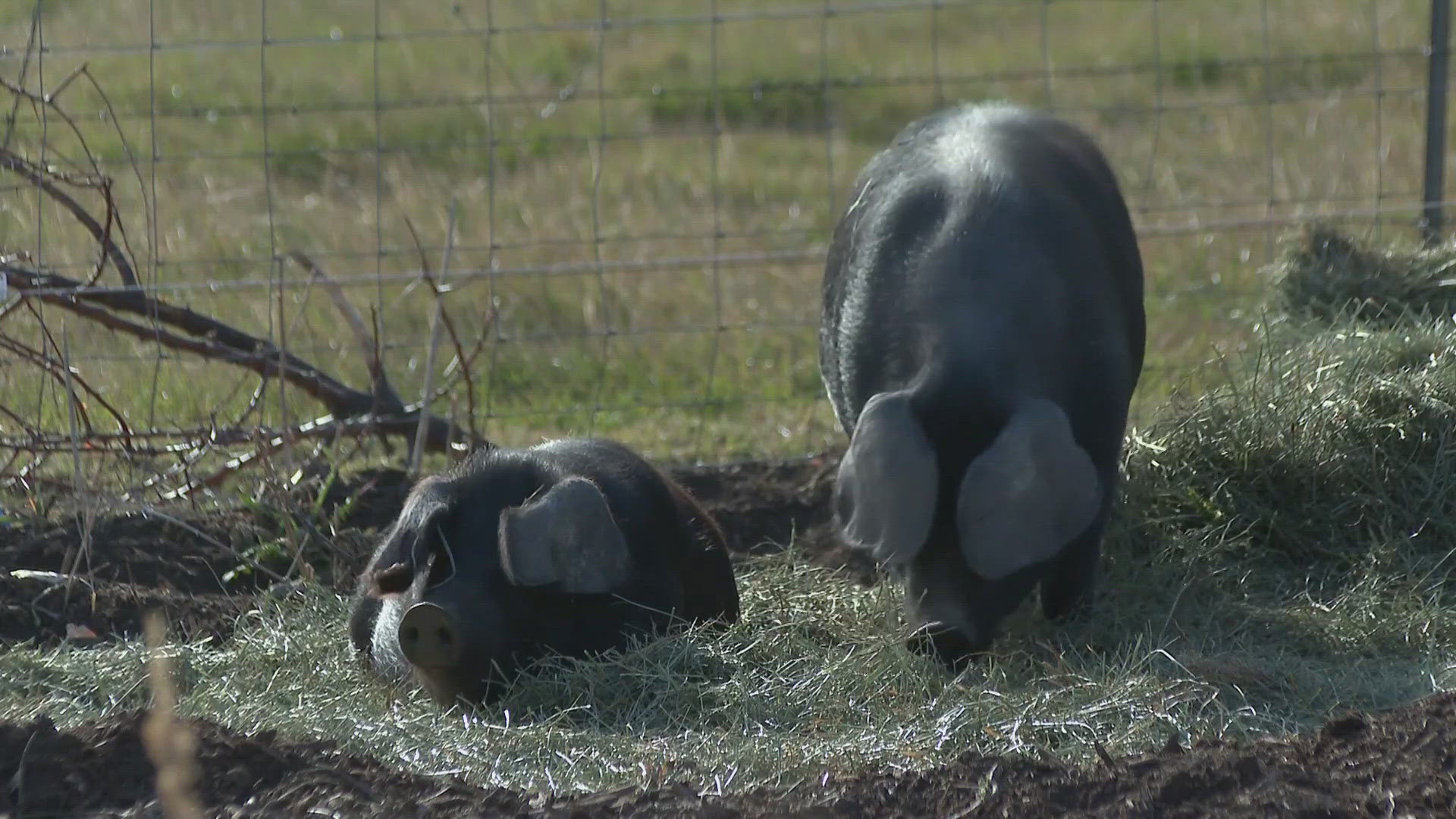 Fort Collins neighbors turn to Large Black Hogs to battle invasive weed ...