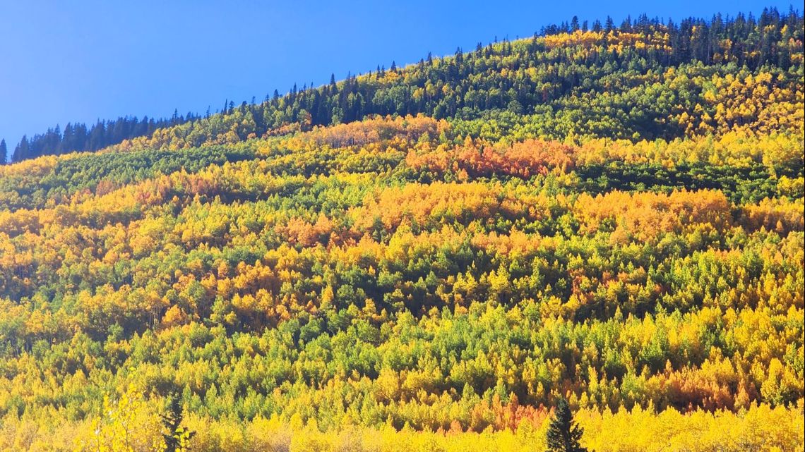 Colorado fall colors guide: When and where leaves peak in 2022 | 9news.com