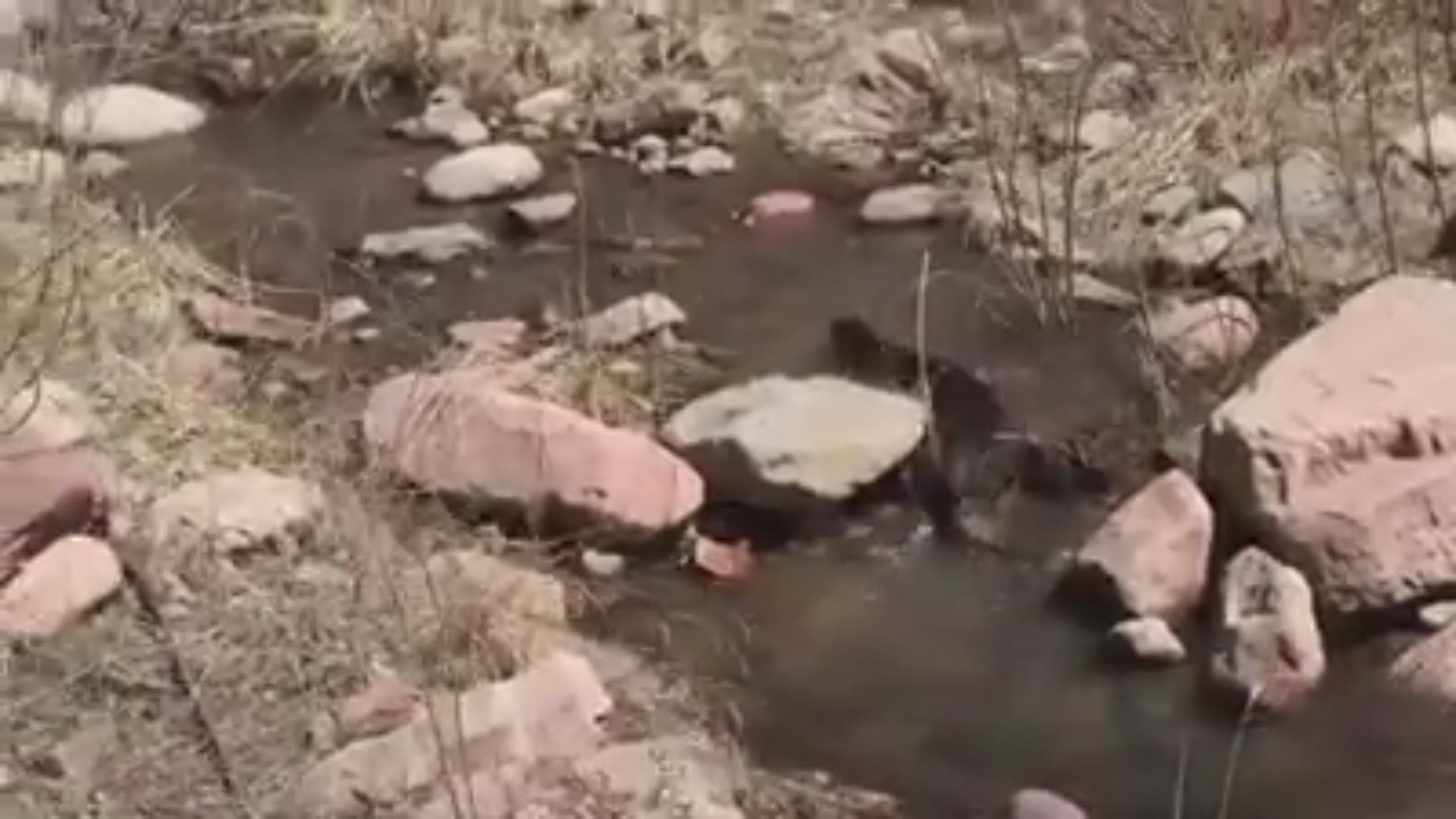 Video shows river otter in Boulder County | 9news.com