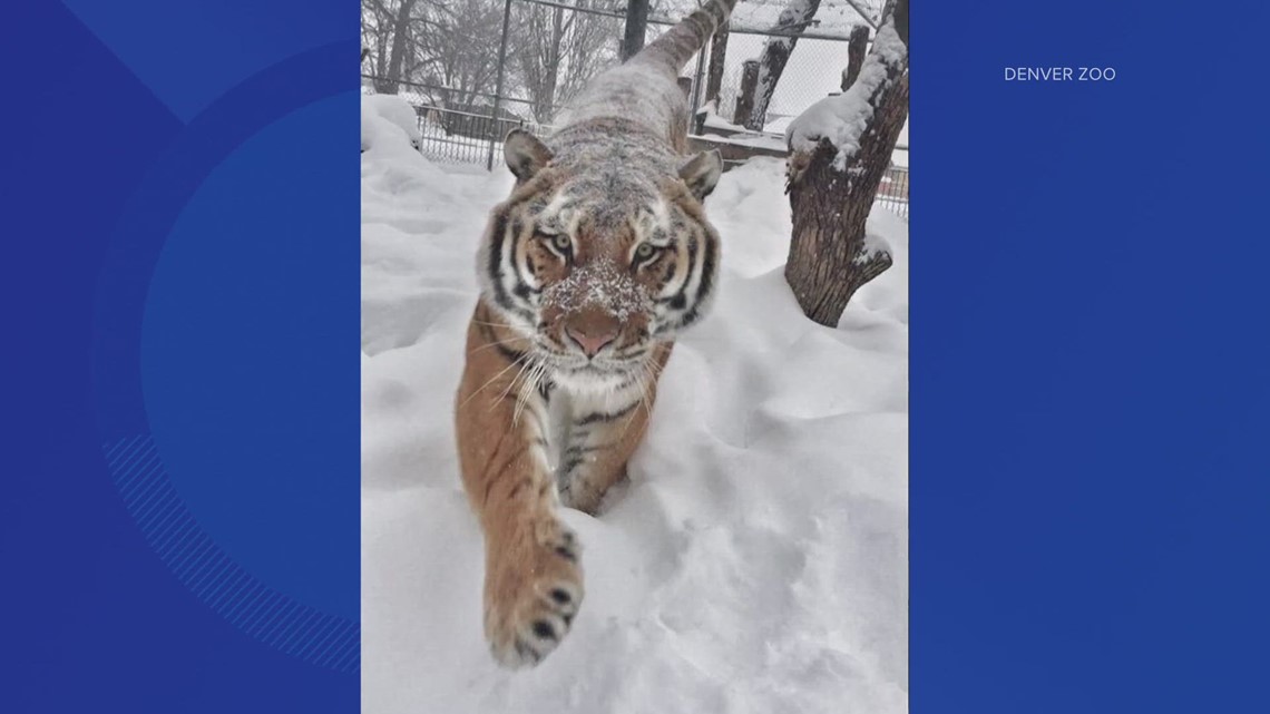 Denver Zoo welcomes new tiger | 9news.com
