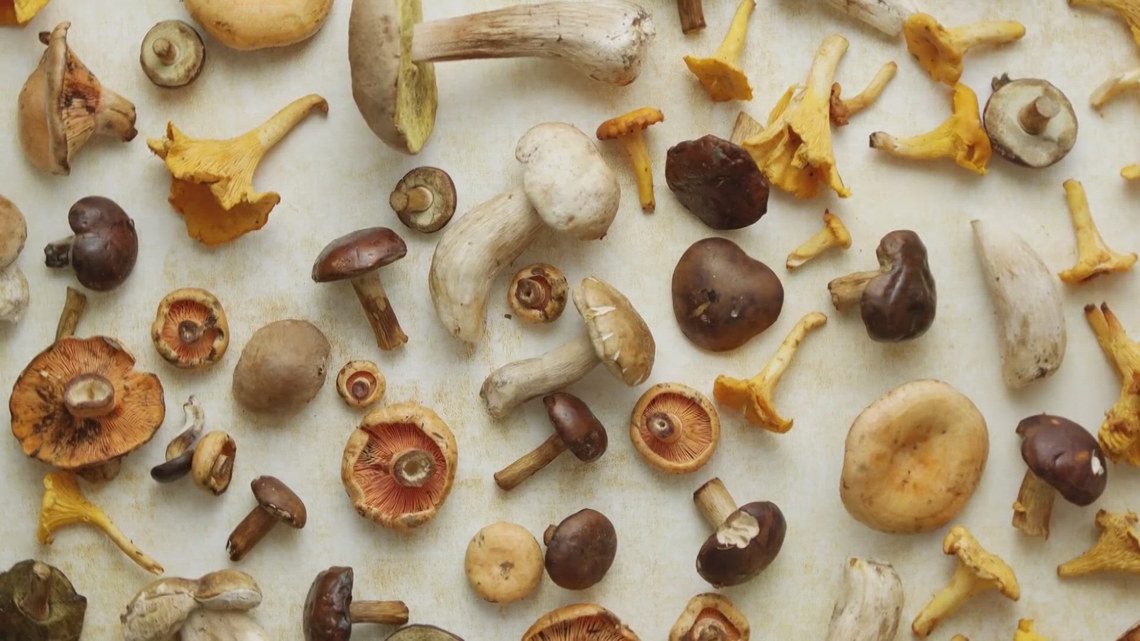 Study: More Americans are using magic mushrooms | 9news.com