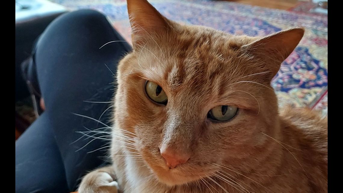 International Cat Day: Colorado shares its cat photos on 9NEWS | 9news.com