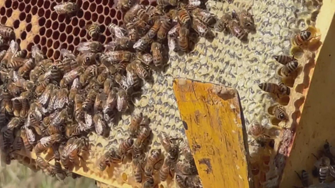 Scientists, environmentalists petitioning to put some of Colorado's ...