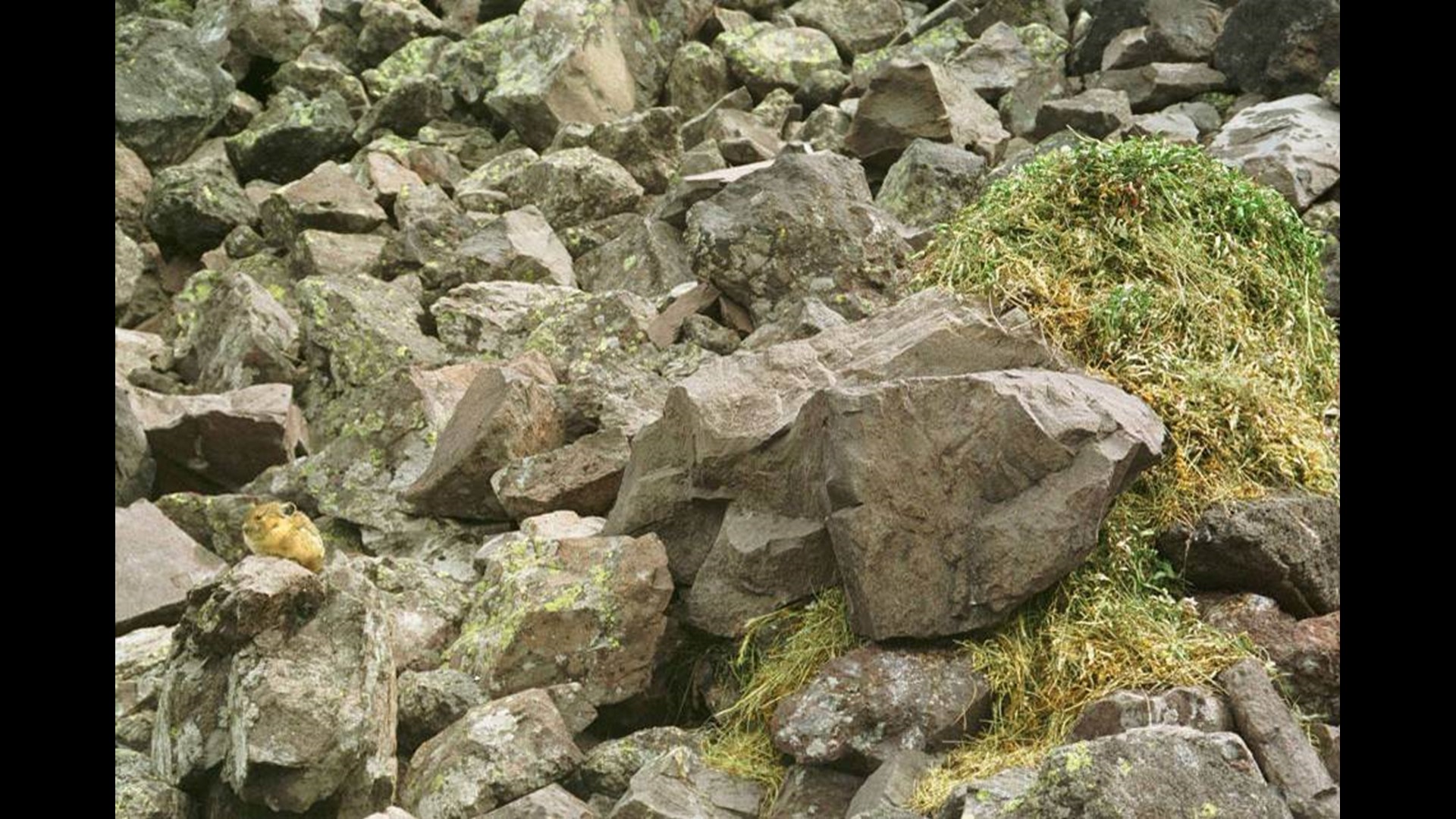 PHOTOS: Front Range Pika Project in need of more volunteers. | 9news.com