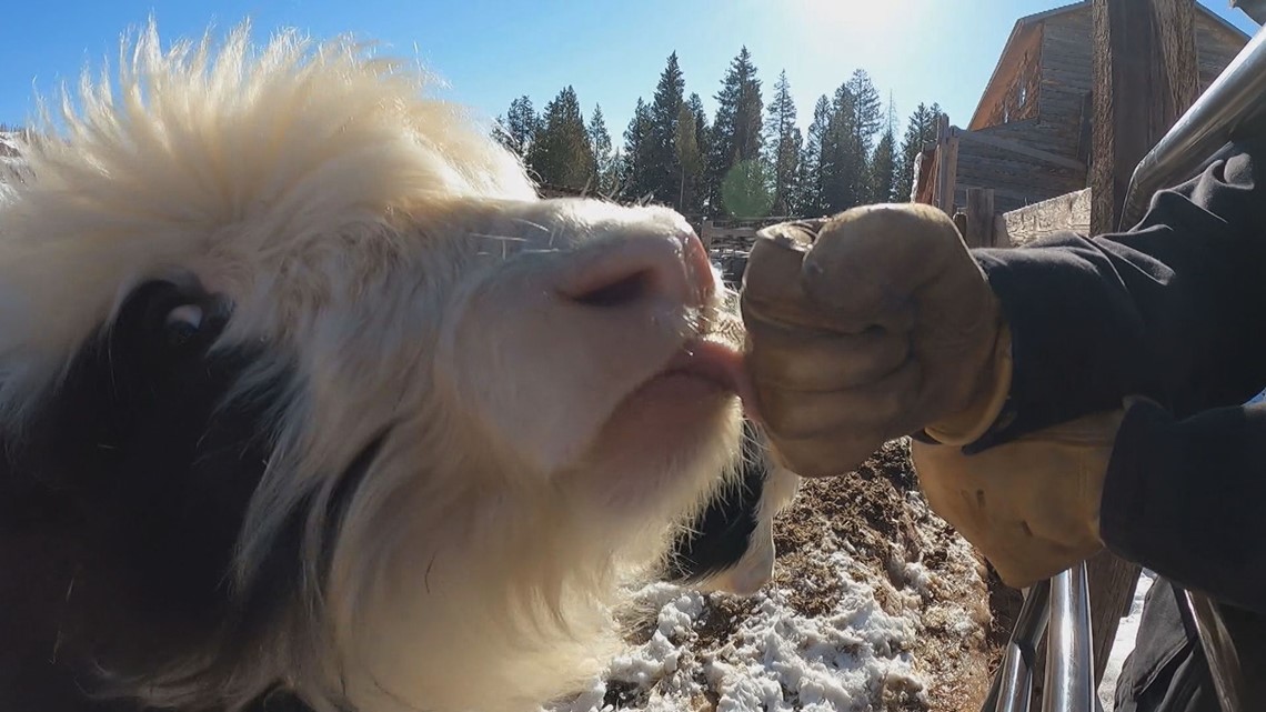 A look at the yaks at Latigo Ranch in Kremmling, Colorado | 9news.com