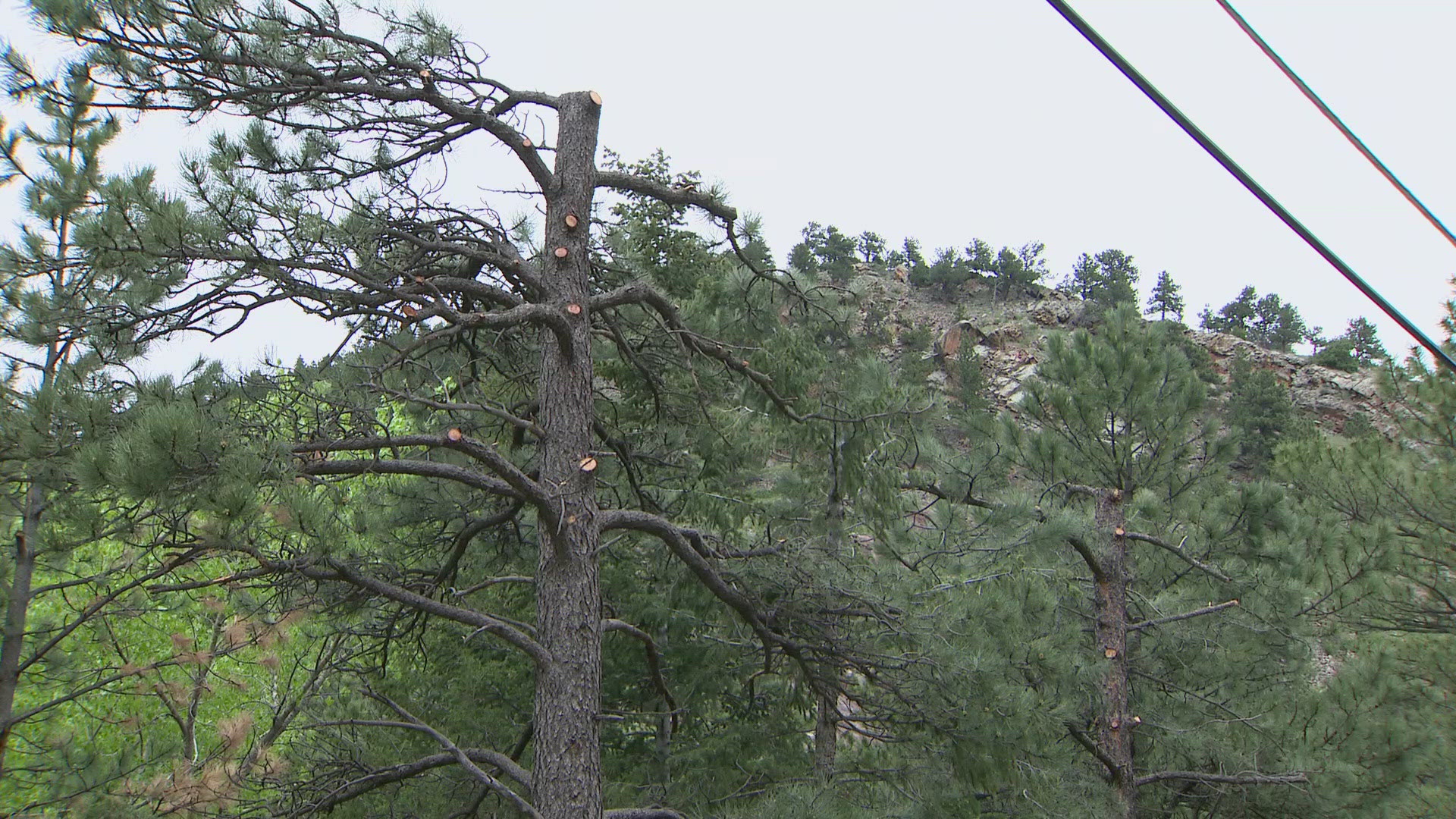 Residents fear Xcel Energy's tree trimming increases wildfire risk ...