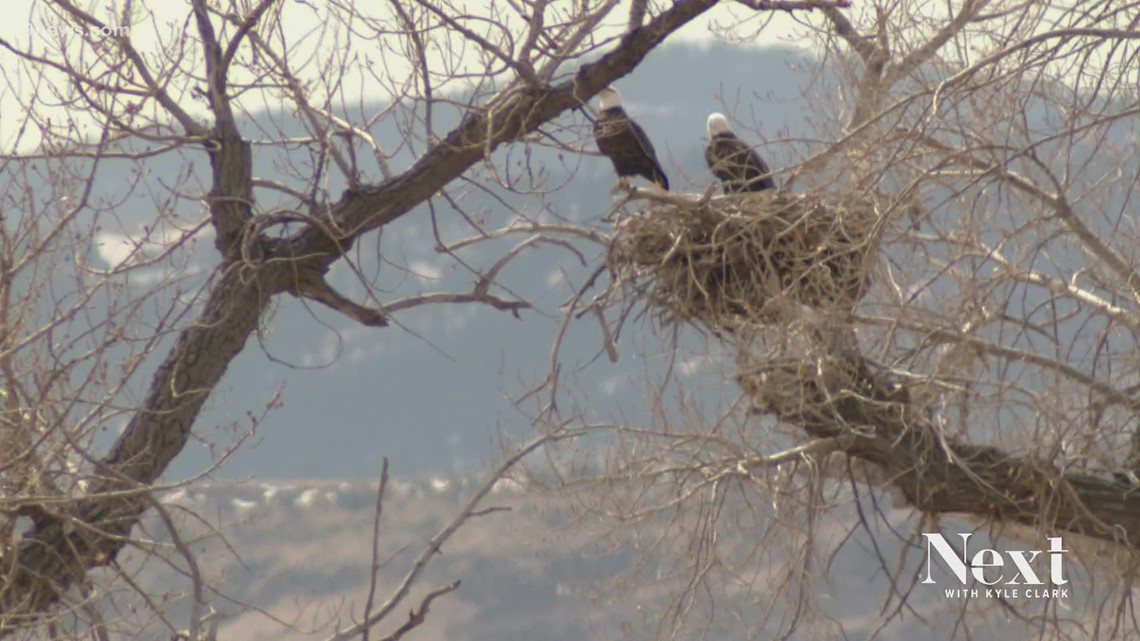 As the Nest Turns: After messy start to relationship, Standley Lake ...