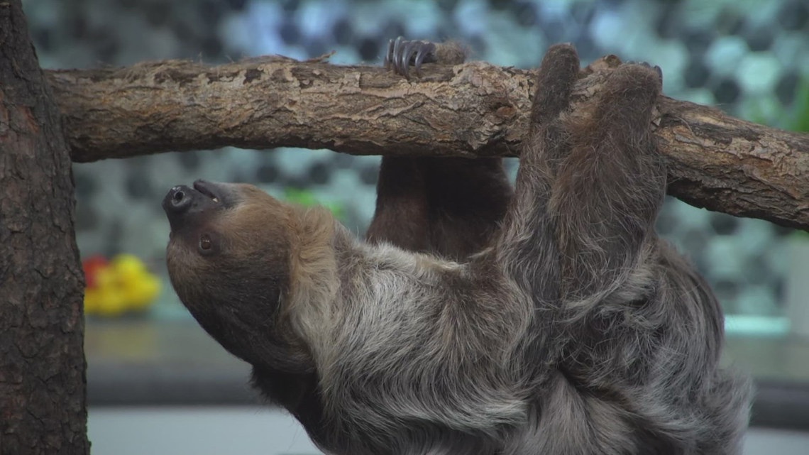 Spooky Safari: Sloan the sloth | 9news.com