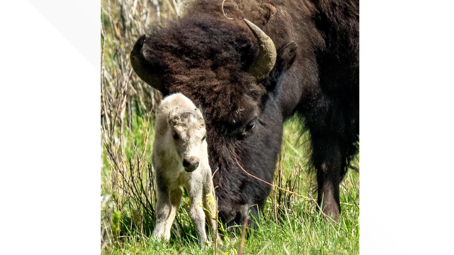 Rare white buffalo calf spotted at Yellowstone National Park | 9news.com