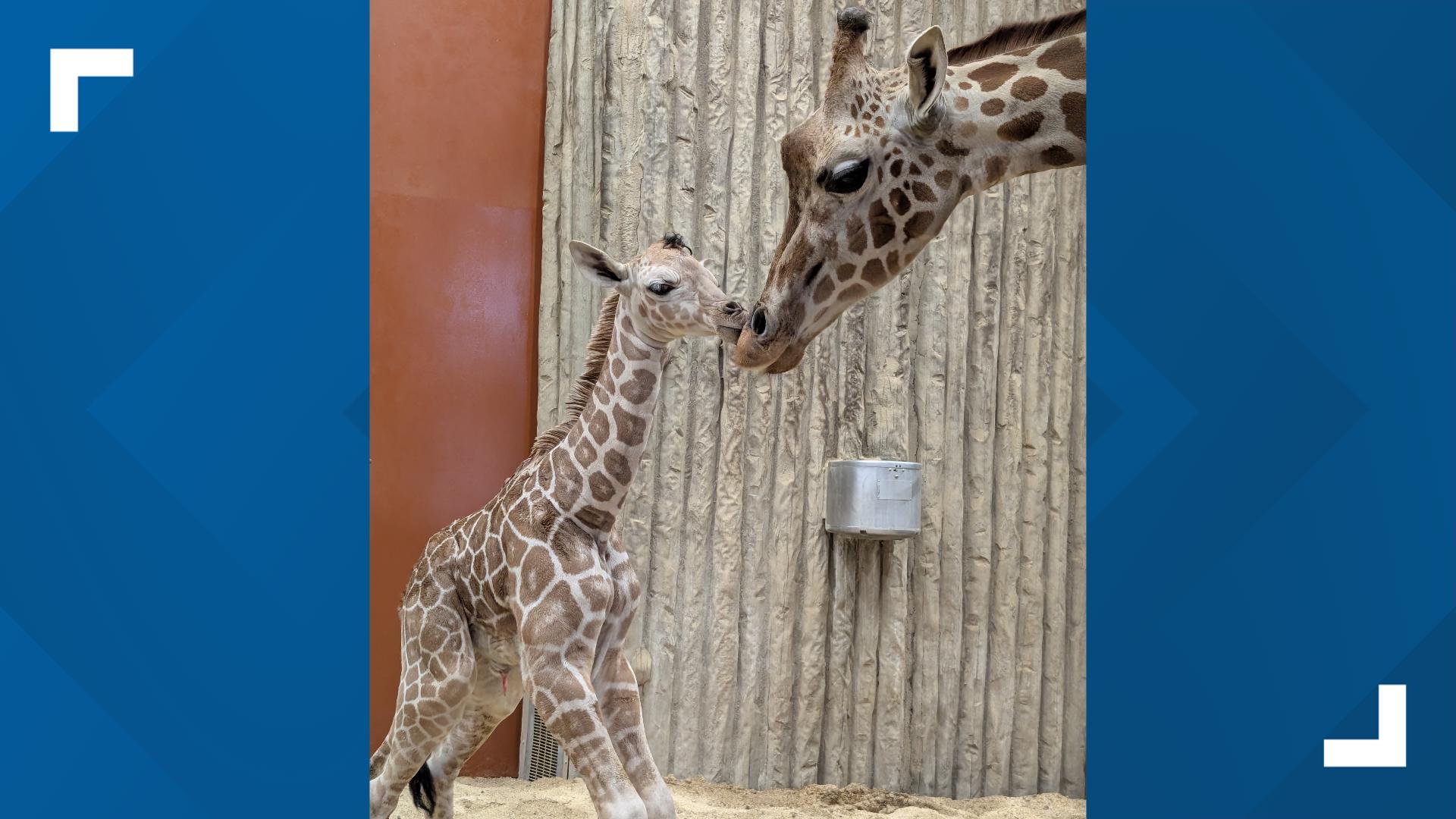 Denver Zoo names baby giraffe after public vote | 9news.com
