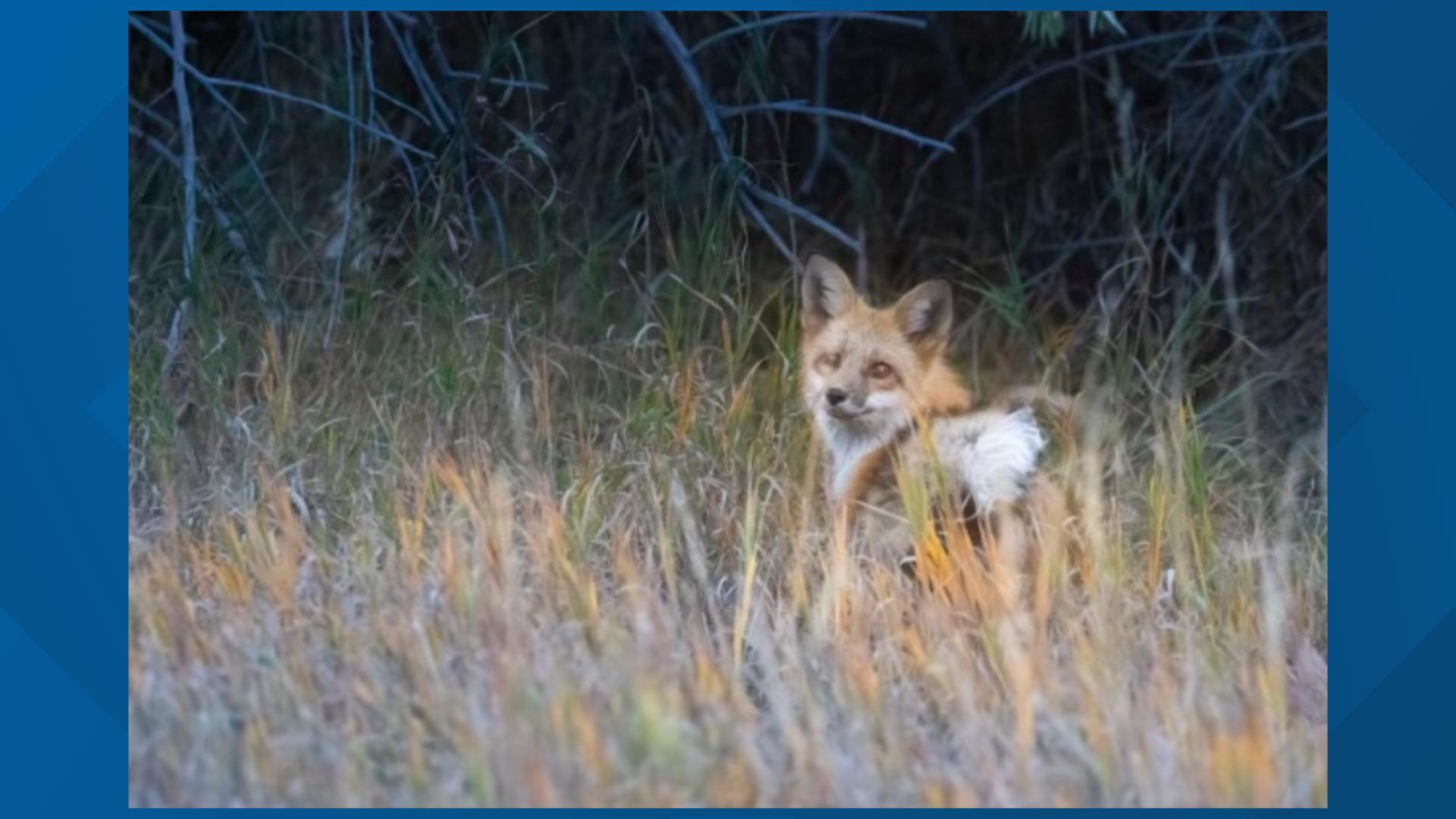 Fox recovers after being shot by arrow | 9news.com