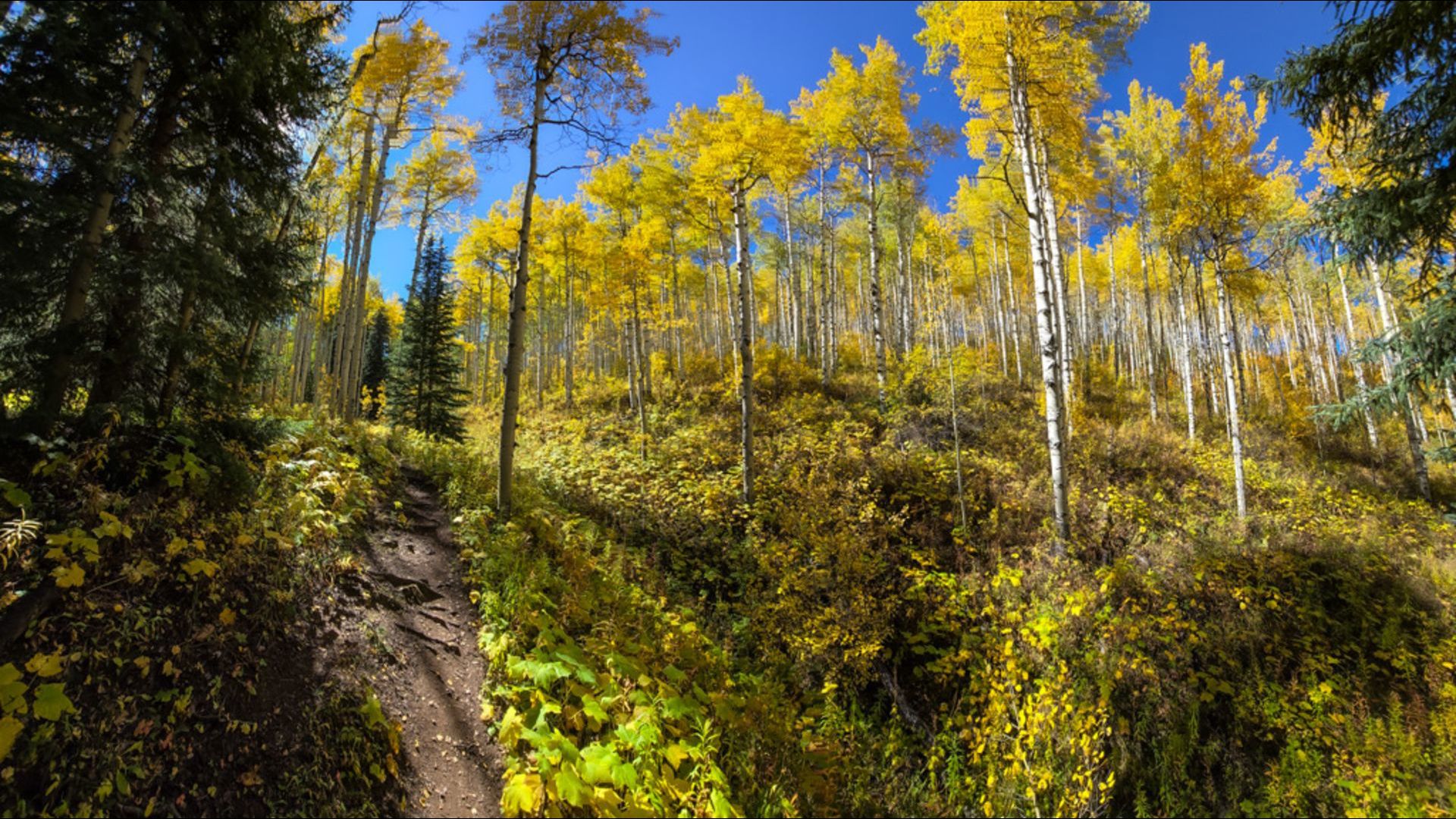 Peak fall color in Colorado: Where to see yellow leaves | 9news.com