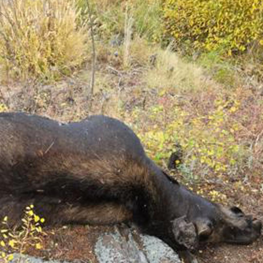 Wildlife officers investigate moose poaching in Park County | 9news.com