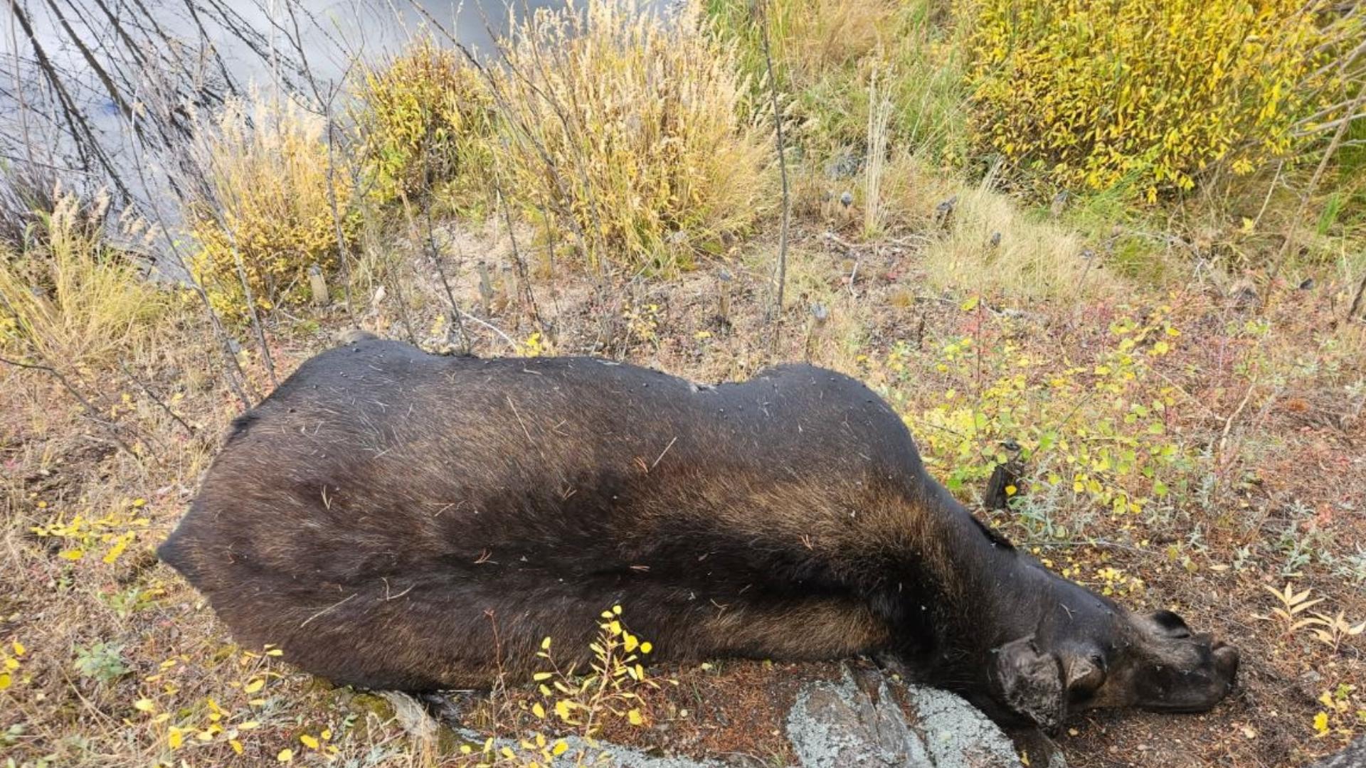 Wildlife officers investigate moose poaching in Park County | 9news.com