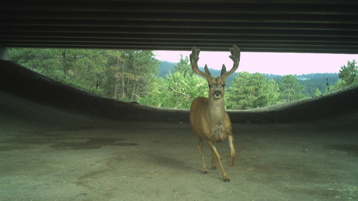 New wildlife crossing opens on I-70 in Colorado mountains | 9news.com