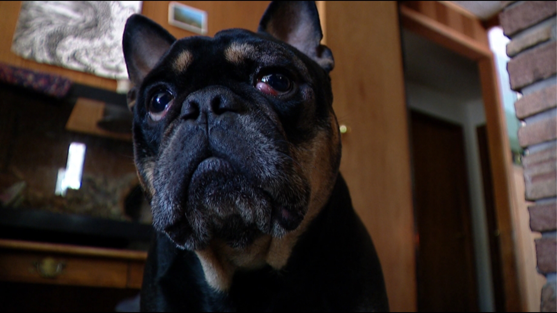 Boulder man saves his dog from mountain lion | 9news.com