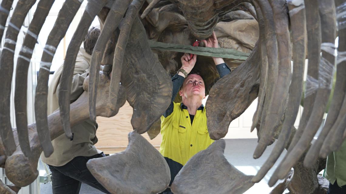Full-scale Triceratops replica skeleton arrives at CU Boulder | 9news.com