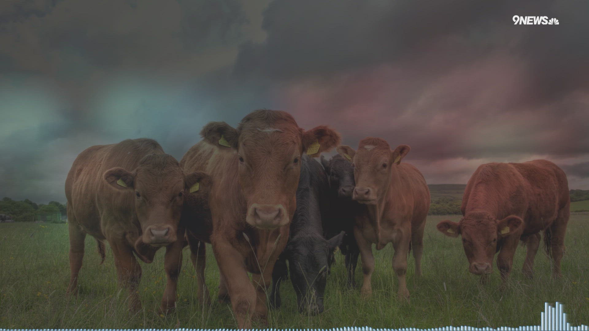 RAW: Woman calls 911 to report cows attacking a jogger on Boulder ...