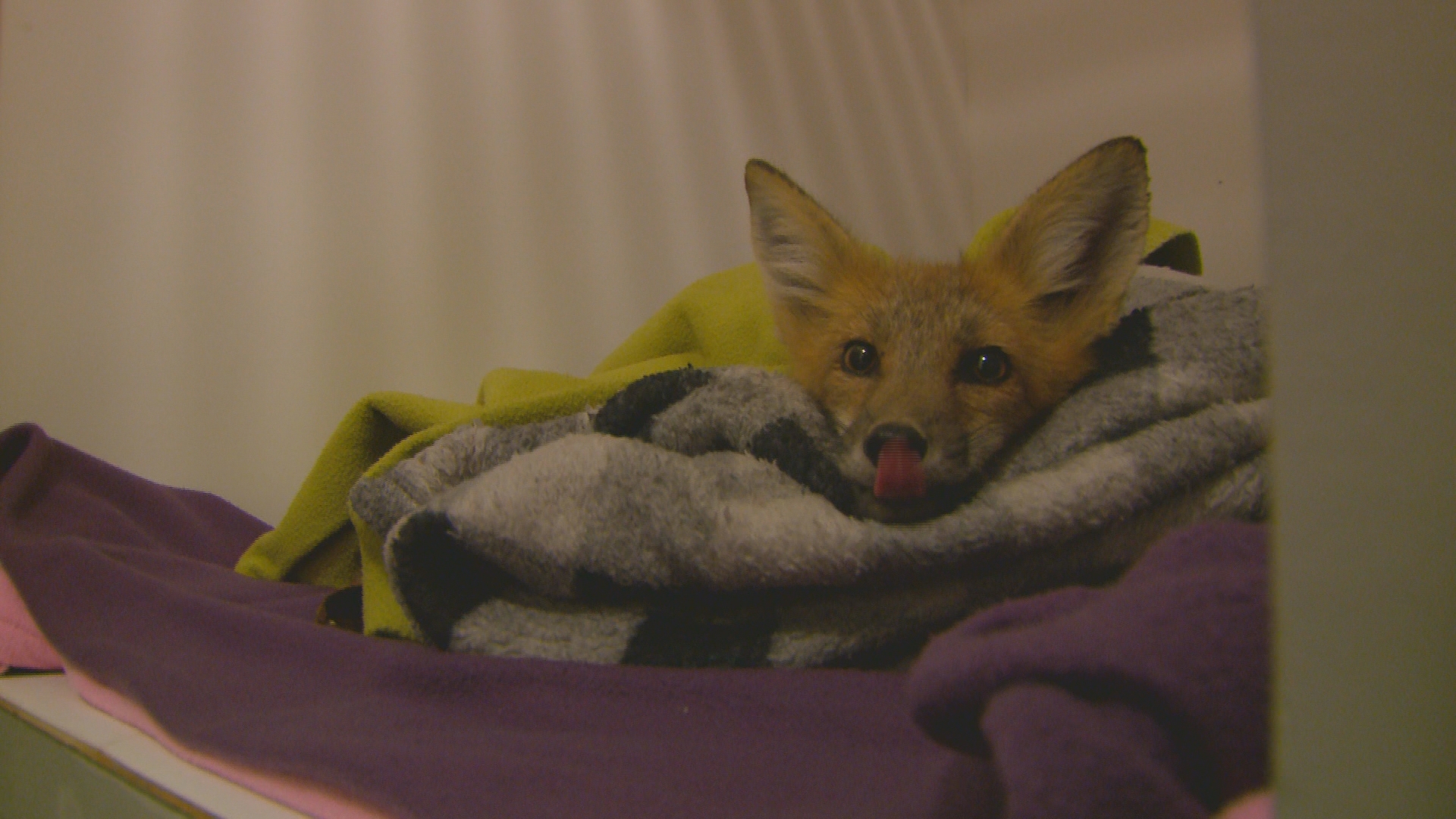 Arvada fox survives after being shot through neck with arrow | 9news.com