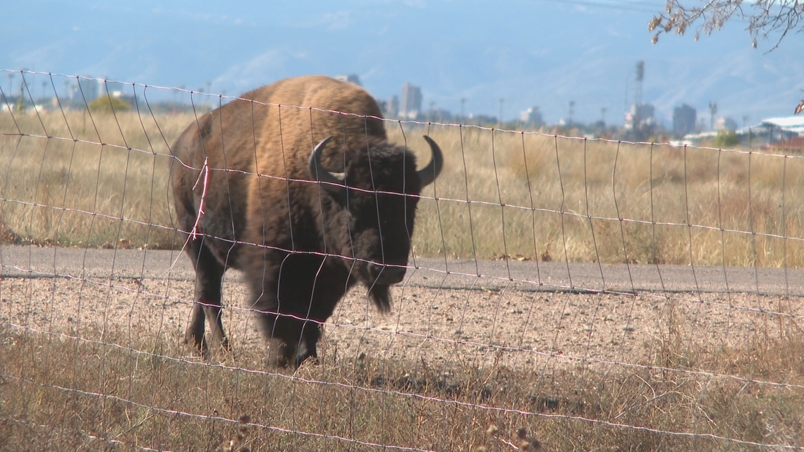 Colorado Protects wild bison with new dual status law | 9news.com