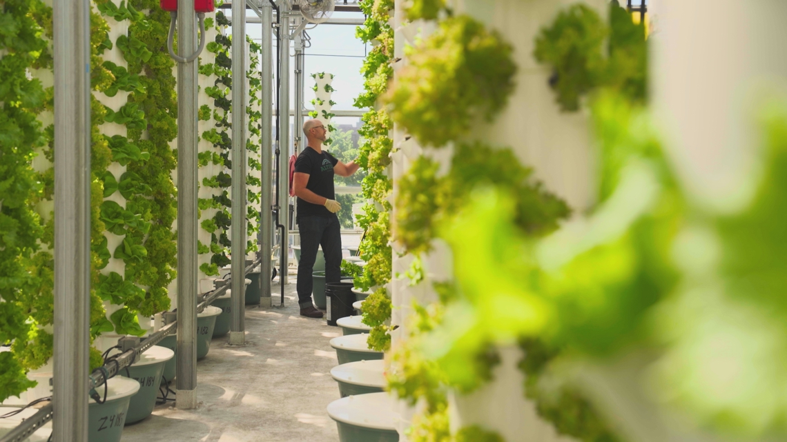 Downtown Denver farm Altius Farms feeds families, and a nonprofit's ...