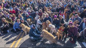 Thousands of golden retrievers are gathering in Golden, Colorado ...